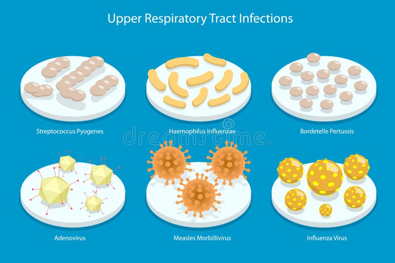 3D Isometric Flat Vector Conceptual Illustration of Upper Respiratory ...