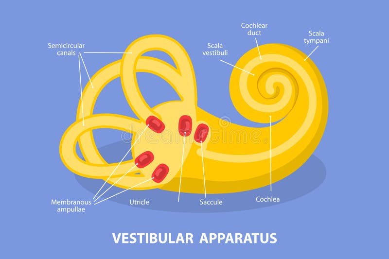 Vestibular System Icon Vector from Anatomy Collection. Thin Line ... Vestibular System Icon Vector from Anatomy Collection. Thin Line ...