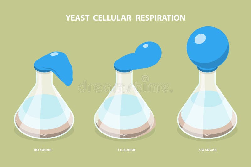 Sugar Yeast Fermentation Drawing Stock Illustrations – 3 Sugar Yeast ...