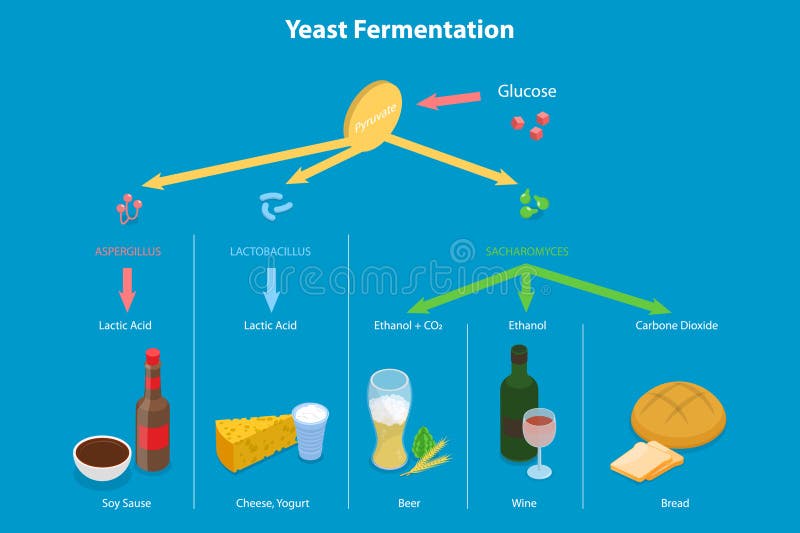 Yeast Fermentation