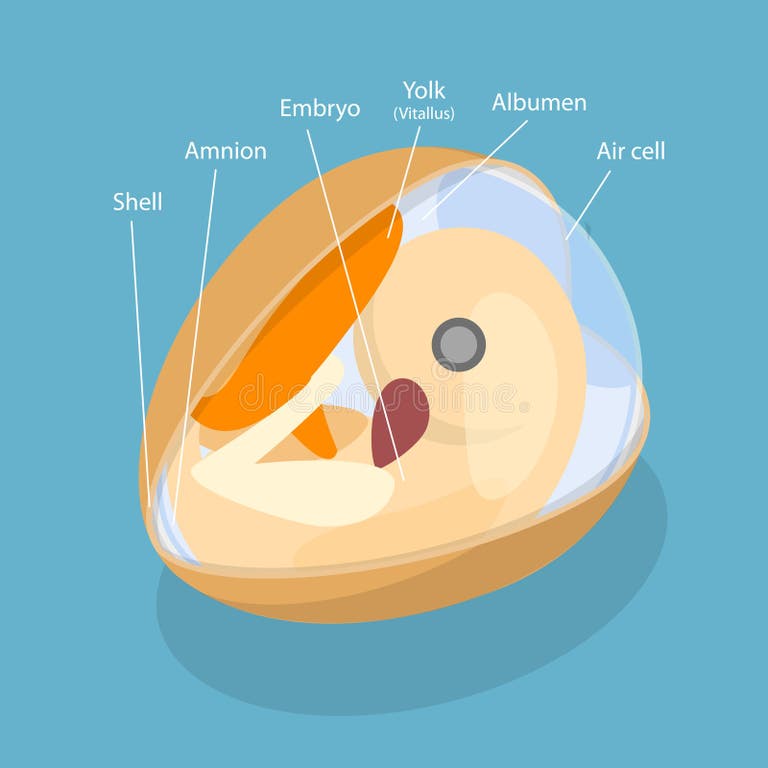 3D Isometric Flat Vector Illustration of Anatomy of Egg Embryo Stock ...