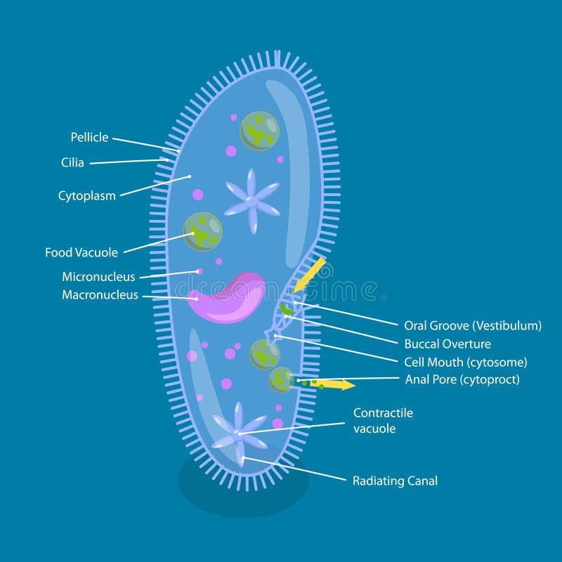 Paramecium Cell 3d