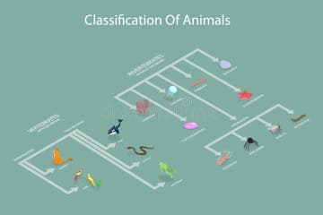 3D Isometric Flat Vector Illustration of Animal Classification System ...
