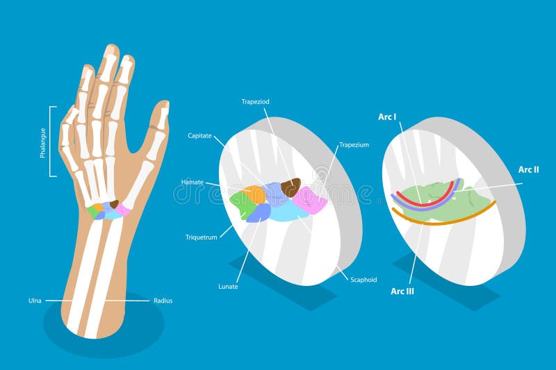 3D Isometric Flat Vector Illustration of Carpal Bones Stock ...