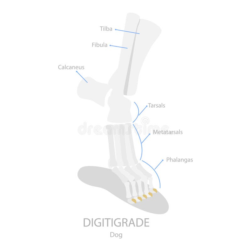 3D Isometric Flat Vector Illustration of Comparison of Plantigrade ...