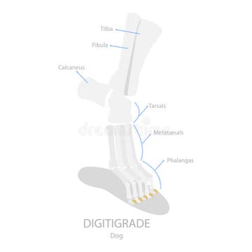 3D Isometric Flat Vector Illustration of Comparison of Plantigrade ...