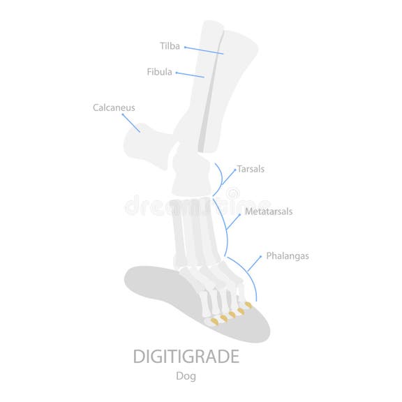 3D Isometric Flat Vector Illustration of Comparison of Plantigrade ...