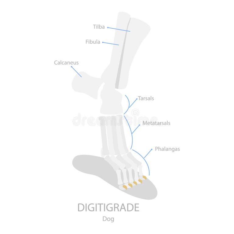 3D Isometric Flat Vector Illustration of Comparison of Plantigrade ...