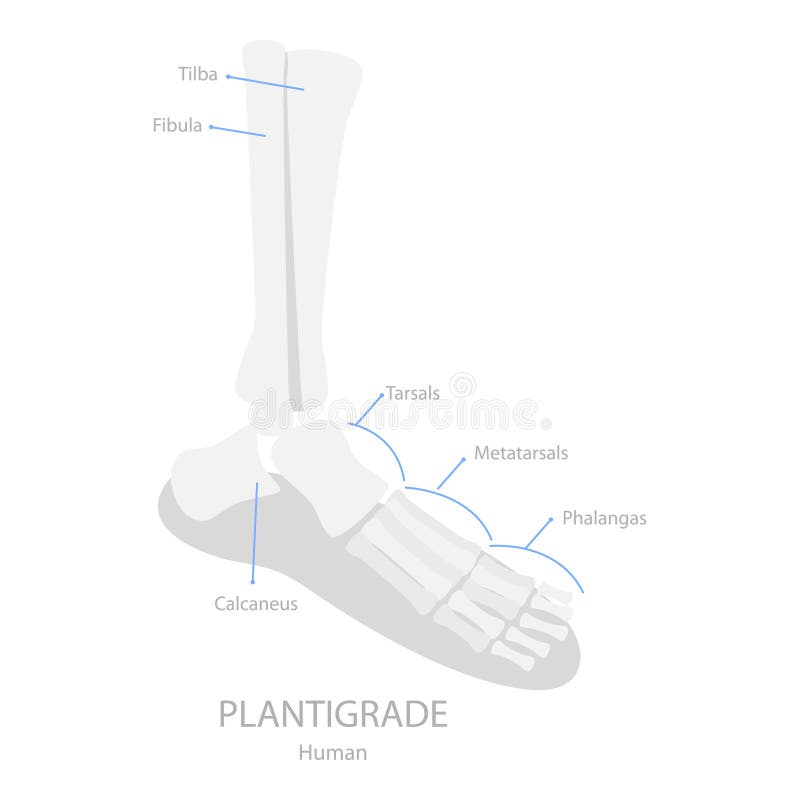 3D Isometric Flat Vector Illustration of Comparison of Plantigrade ...