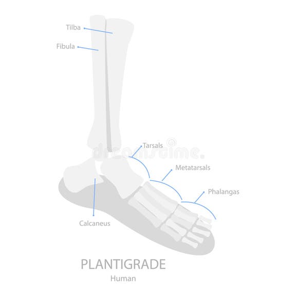 3D Isometric Flat Vector Illustration of Comparison of Plantigrade ...