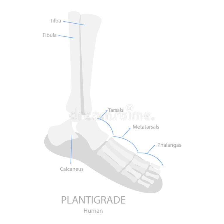 3D Isometric Flat Vector Illustration of Comparison of Plantigrade ...