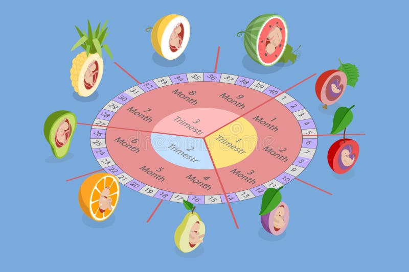 Vector of Human Embryonic and Foetal Development Stock Vector ...