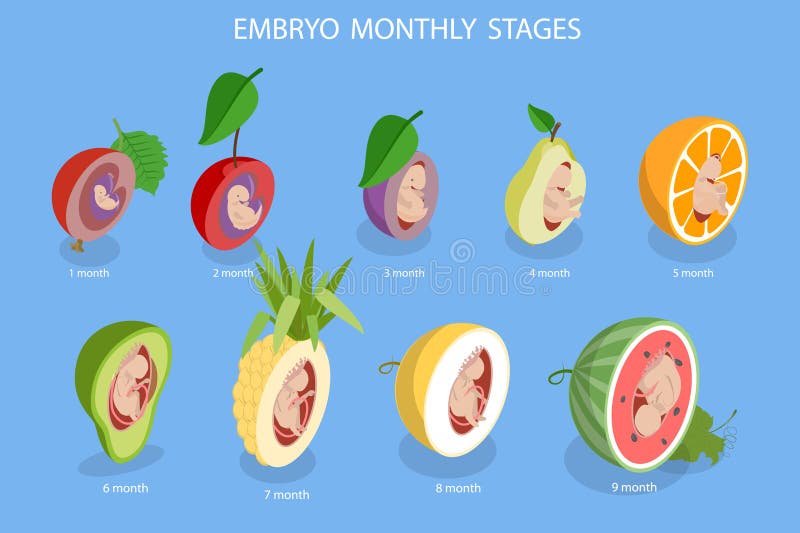 3D Isometric Flat Vector Illustration of Embryo Monthly Growth Stages ...