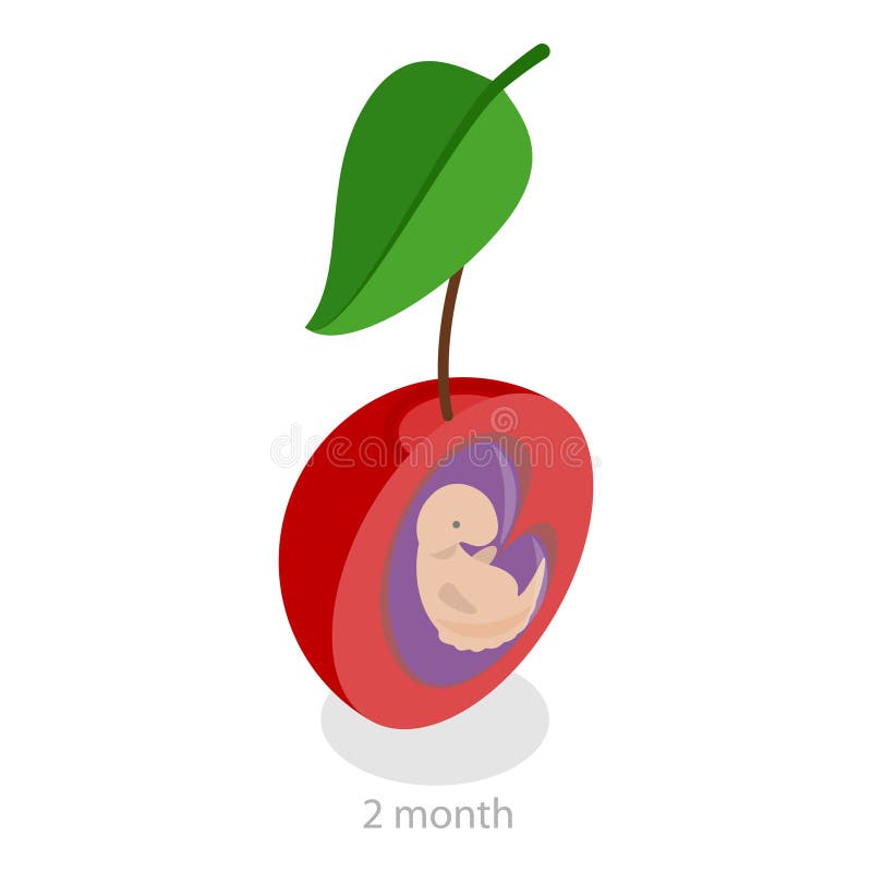 3D Isometric Flat Vector Illustration of Embryo Monthly Growth Stages ...