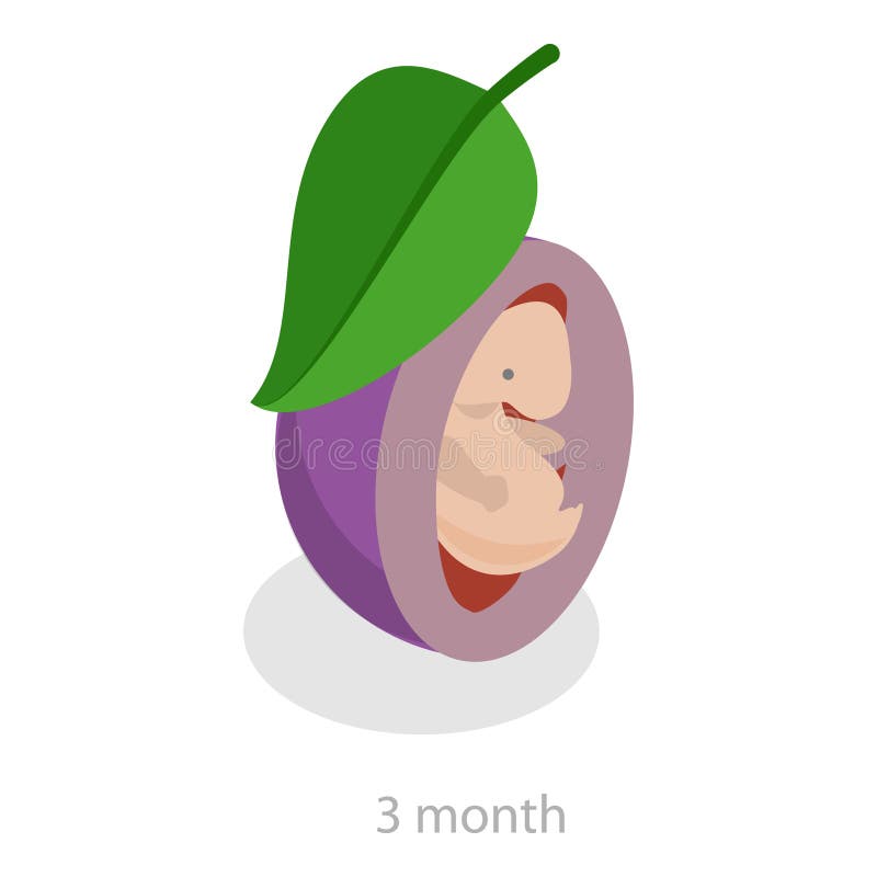 3D Isometric Flat Vector Illustration of Embryo Monthly Growth Stages ...