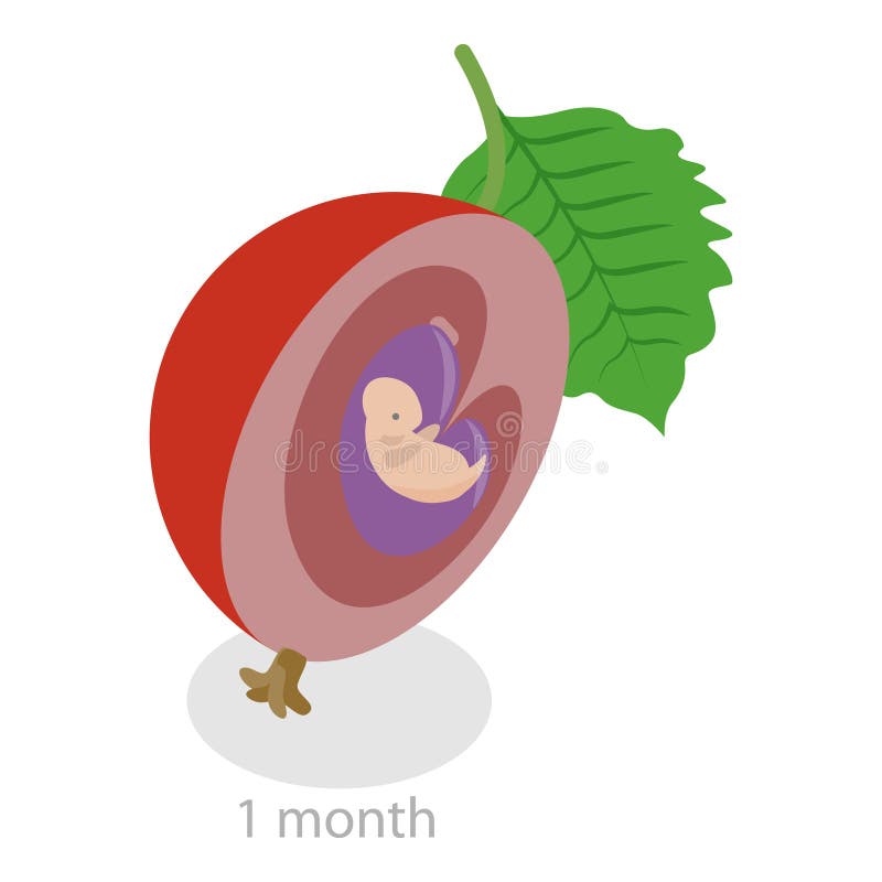 3 Month Fetus Stock Illustrations – 20 3 Month Fetus Stock ...