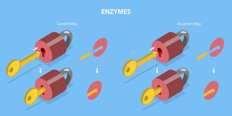 3D Isometric Flat Vector Illustration of Enzymes Stock Vector ...