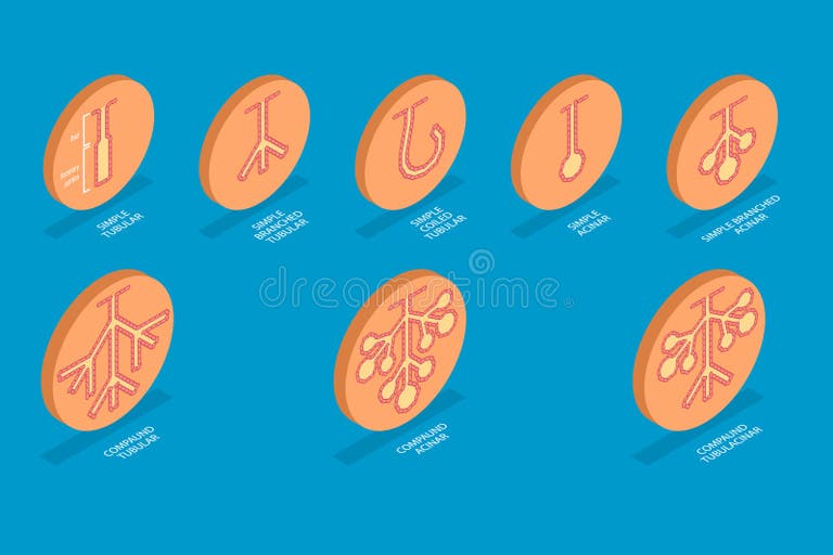 3D Isometric Flat Vector Illustration of Exocrine Glands Structure ...