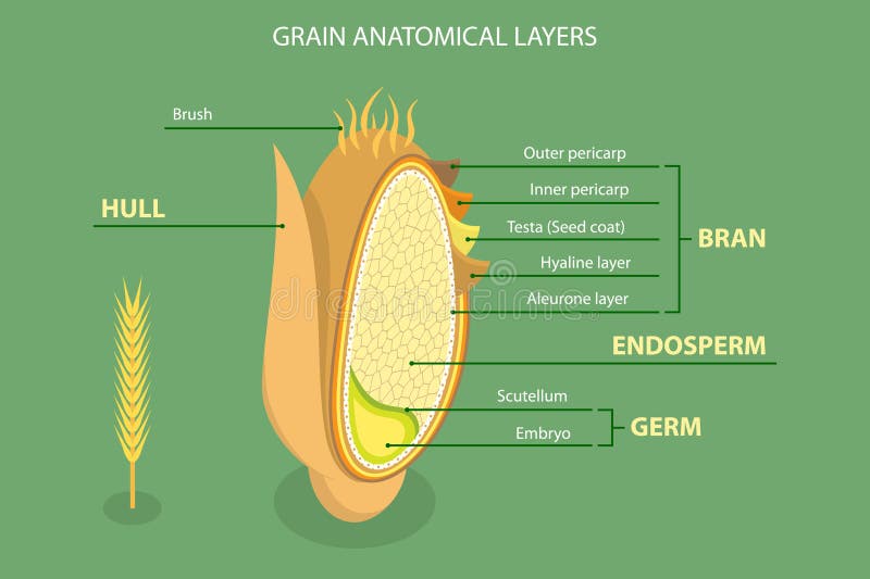 Corn Kernel Anatomy