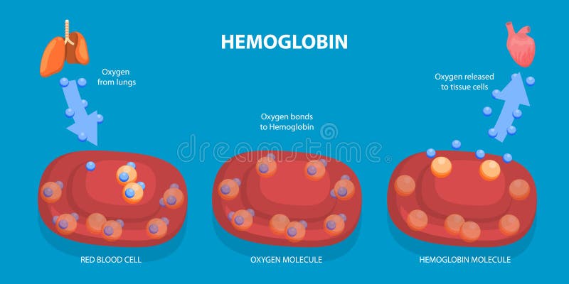 3D Isometric Flat Vector Illustration of Hemoglobin Stock Vector ...