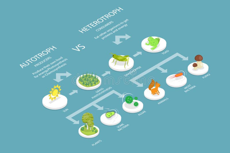 3D Isometric Flat Vector Illustration of Heterotroph and Autotroph ...