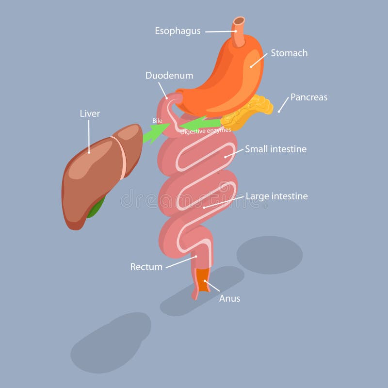 3D Isometric Flat Vector Illustration of Human Digestive System Stock ...