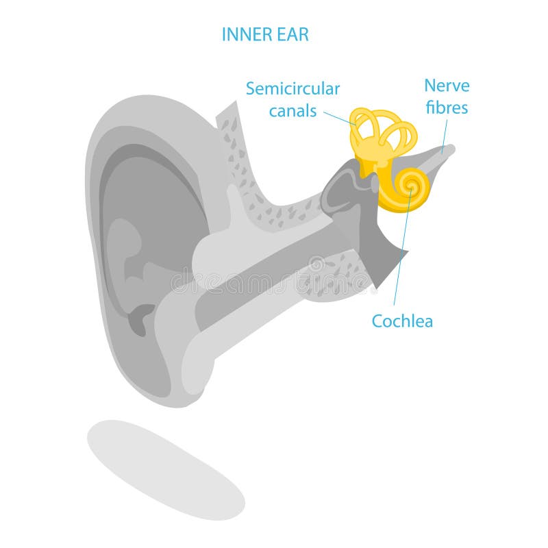 3D Isometric Flat Vector Illustration of Human Ear Anatomy. Item 1 ...