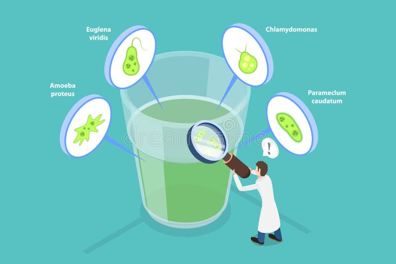 3D Isometric Flat Vector Illustration of Microscopic Unicellular ...