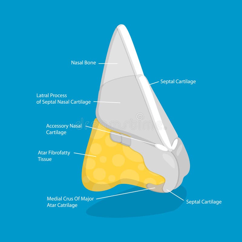 3D Isometric Flat Vector Illustration of Nasal Anatomy Stock Vector ...