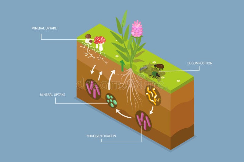 3D Isometric Flat Vector Illustration of Nutrient Cycling Stock Vector ...
