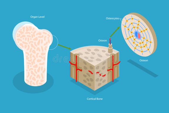 3D Isometric Flat Vector Illustration of Osteon Stock Vector ...