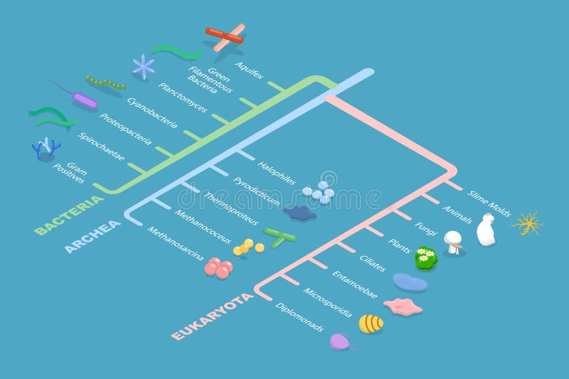 3D Isometric Flat Vector Illustration of Phylogenetic Tree Stock ...