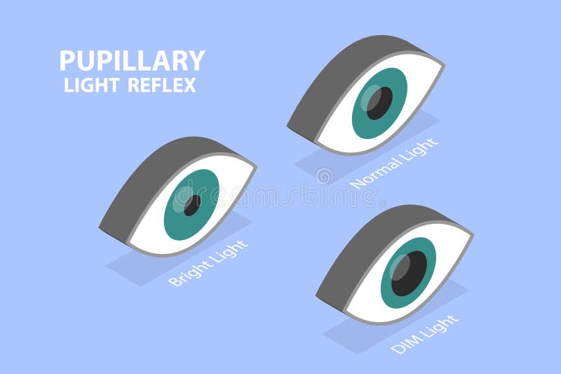 3D Isometric Flat Vector Illustration of Pupillary Light Reflex Stock ...