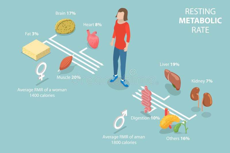 3D Isometric Flat Vector Illustration of Resting Metabolic Rate Stock ...