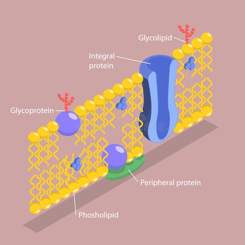 3D Isometric Flat Vector Illustration of Structure of Plasma Membrane ...