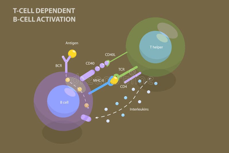 3D Isometric Flat Vector Illustration of T-cell Dependent B-cell ...