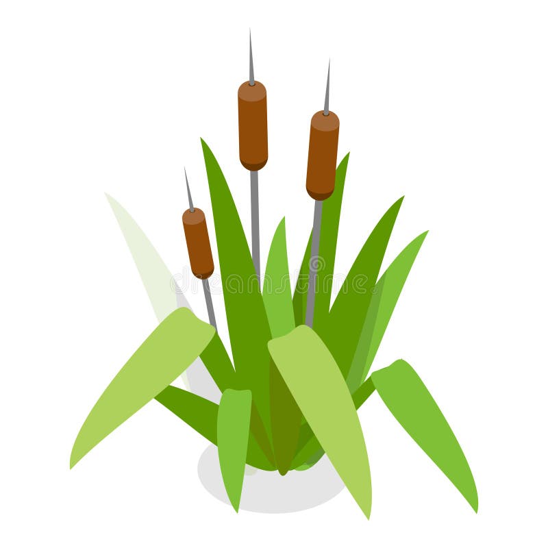 3D Isometric Flat Vector Set of Lake Aquatic Plants. Item 1 Stock ...