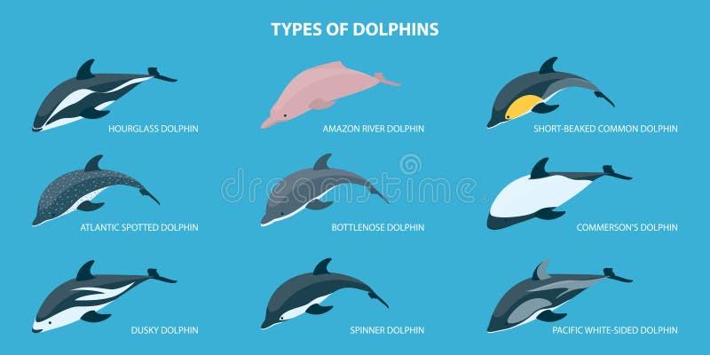 3D Isometric Flat Vector Set of Types of Dolphins Stock Vector ...