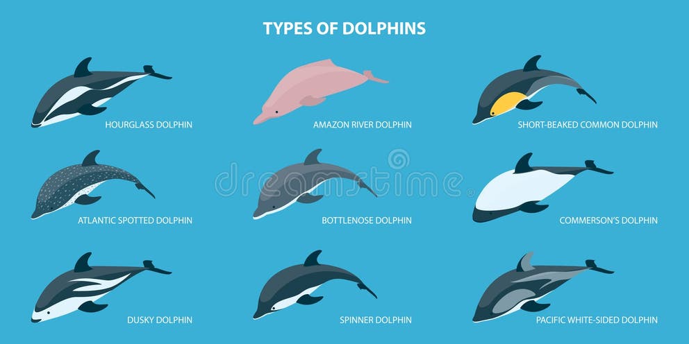 3D Isometric Flat Vector Set of Types of Dolphins Stock Vector ...