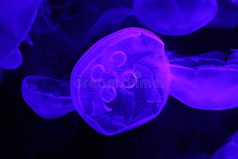 3D Jellyfish stock photo. Image of water, bell, aquarium - 57094774