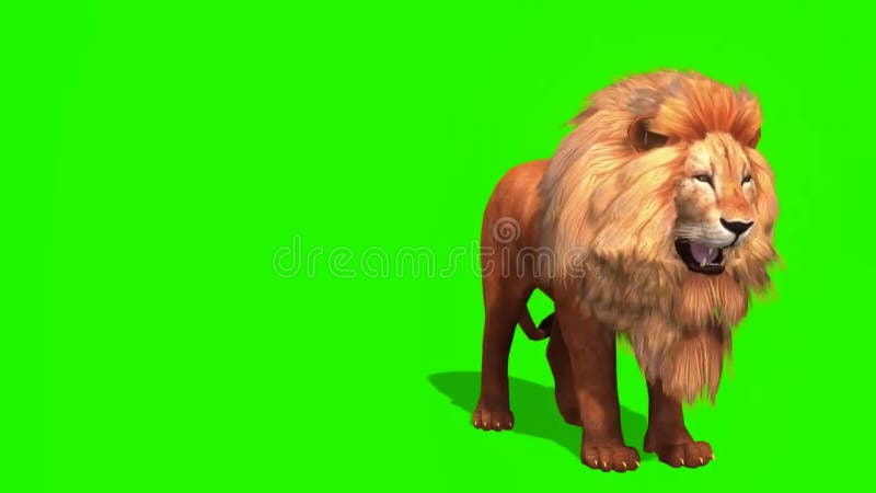 Lion walks - green screen stock video. Video of background - 120018057