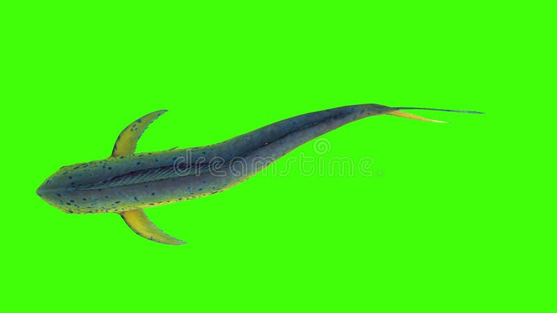 3D Mahi Mahi Fish Swimming Underwater or Ocean Front View Loop Alpha ...