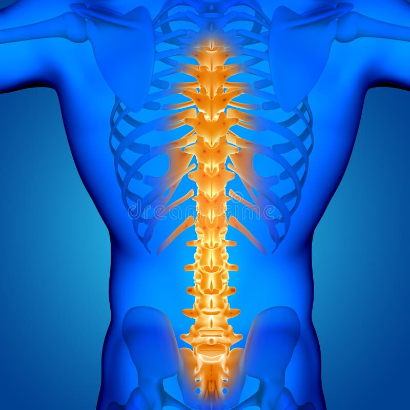 3D Male Medical Figure with Spine Highlighted Stock Illustration ...