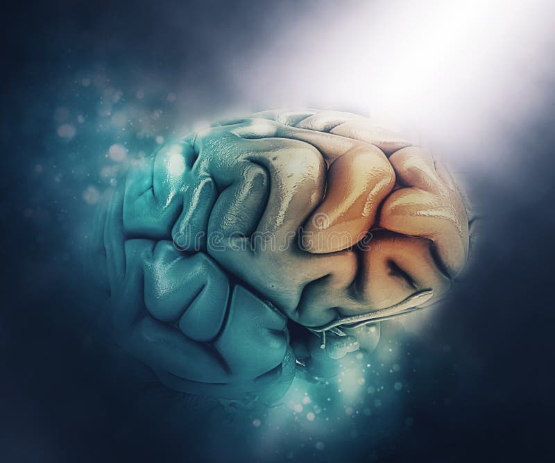 3D Medical Figure of a Brain with Frontal Lobe Highlighted Stock ...