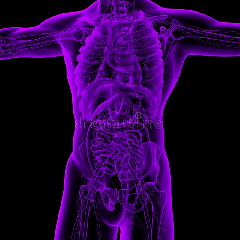 3D Medical Illustration of the Human Stock Illustration - Illustration ...