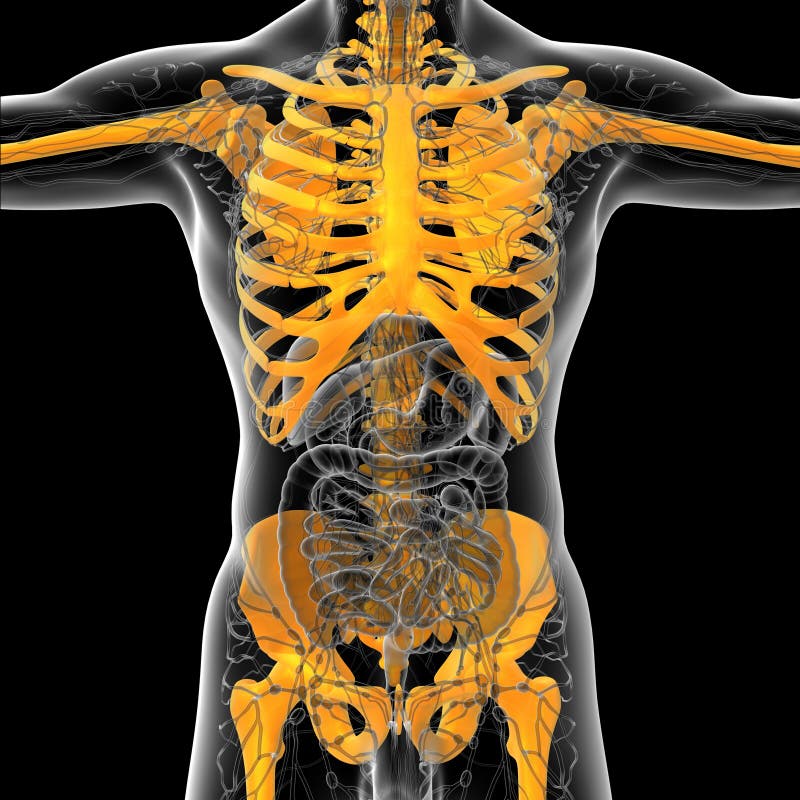 3D Medical Illustration of the Human Skeleton Stock Illustration ...