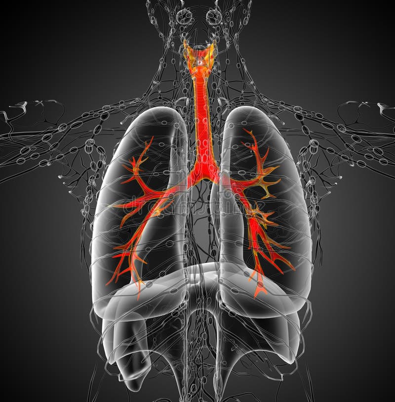 3D Medical Illustration of the Male Bronchi Stock Illustration ...
