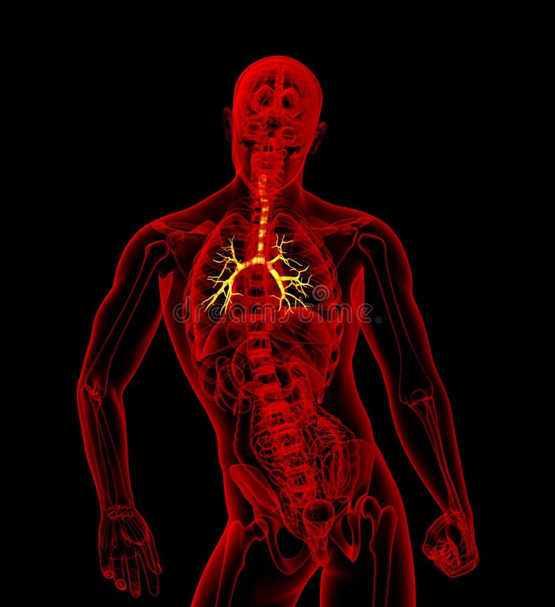 3D Medical Illustration of the Male Bronchi Stock Illustration ...