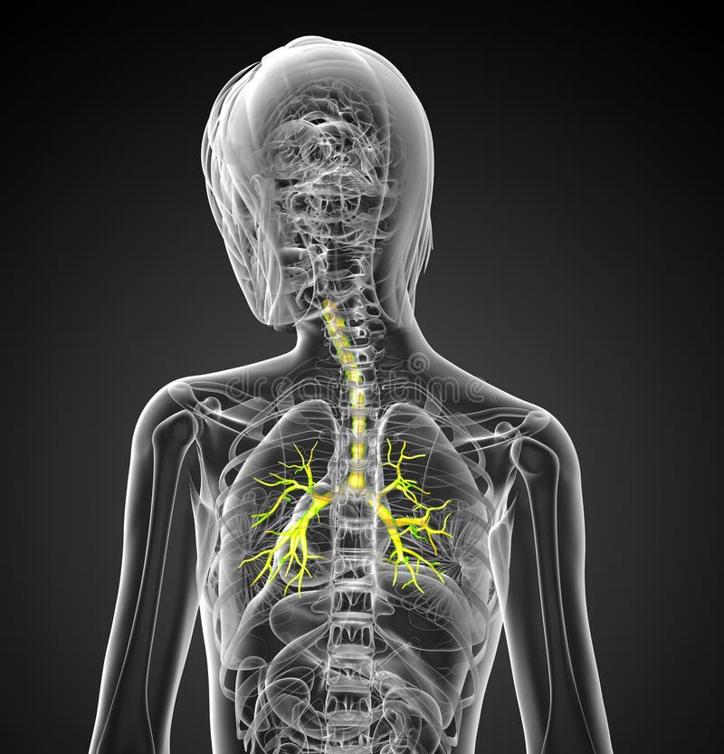 3D Medical Illustration of the Male Bronchi Stock Illustration ...