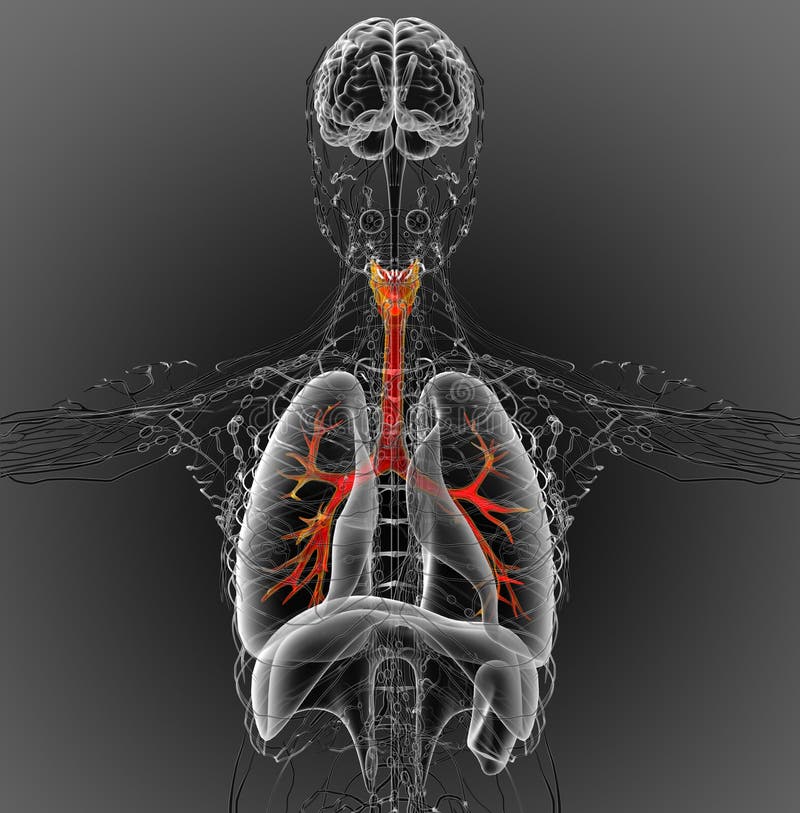 Male bronchi stock illustration. Illustration of organ - 88895983